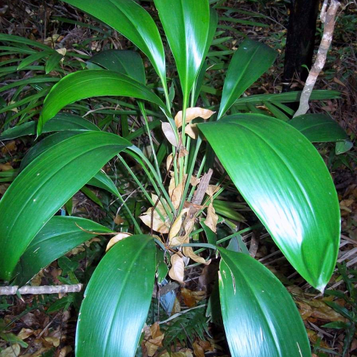 Giant Palm-Lily (Cordyline Manners-suttoniae) Care Guide: Water, Soil ...