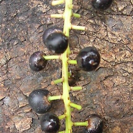 Cordyline Neocaledonica Care Guide: Water, Soil & Propagation - Plantiary