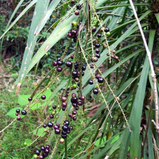 Slender Palm Lily (Cordyline Stricta) Care Guide: Water, Soil ...