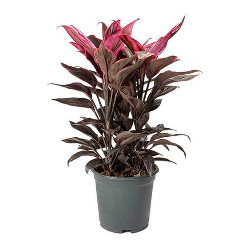 Cordyline Terminalis Plant Care & How to Grow, Water