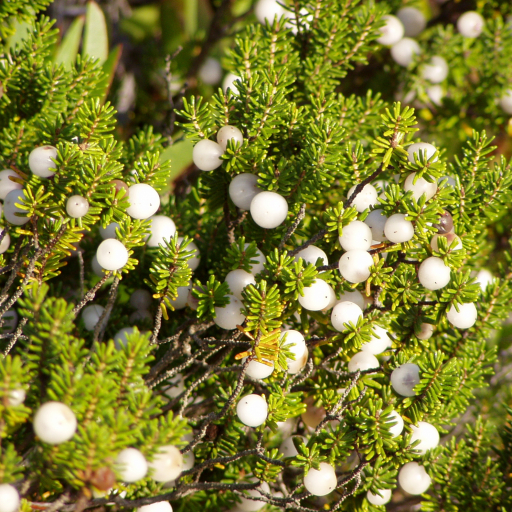 Portugese Crowberry (Corema Album) Plant Care & How to Grow, Water