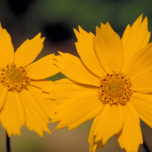 Lobed Tickseed (Coreopsis Auriculata) Plant Care & How to Grow, Water