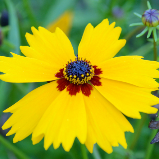 Goldenmane Tickseed (Coreopsis Basalis) Plant Care & How to Grow, Water