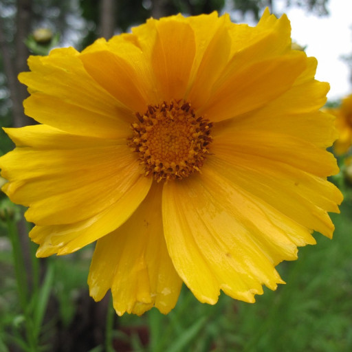 Large-Flowered Tickseed (Coreopsis Grandiflora) Plant Care & How to Grow, Water