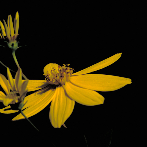 Greater Tickseed (Coreopsis Major) Plant Care & How to Grow, Water