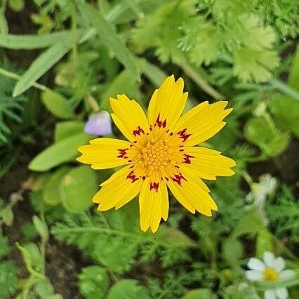 Crown Tickseed (Coreopsis Nuecensis) Care Guide: Water, Soil ...