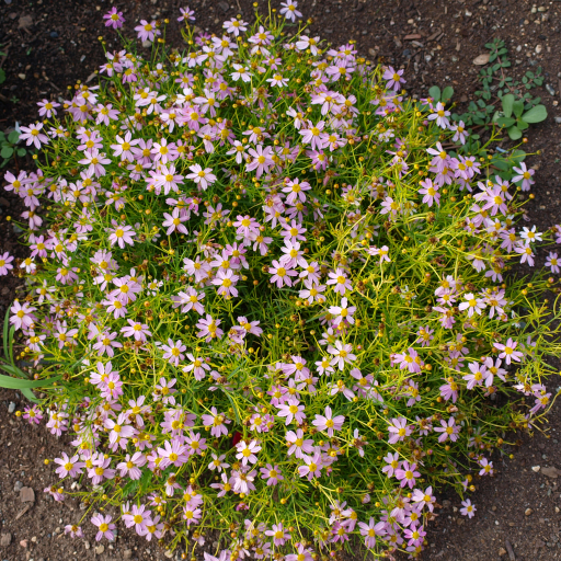 Pink Tickseed (Coreopsis Rosea) Plant Care & How to Grow, Water