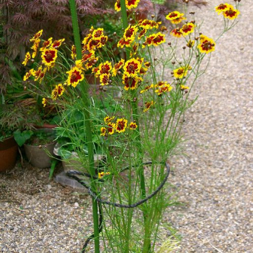 Plains Coreopsis (Coreopsis Tinctoria) Plant Care & How to Grow, Water
