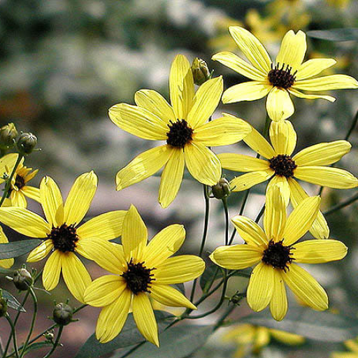Coreopsis Tripteris Plant Care & How to Grow, Water