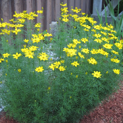 Whorled Tickseed (Coreopsis Verticillata) Plant Care & How to Grow, Water