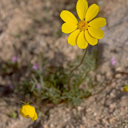 Coreopsis - Mixed Varieties (Coreopsis) Plant Care & How to Grow, Water