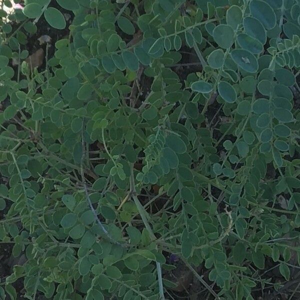 Corethrodendron Multijugum Care Guide: Water, Soil & Propagation ...