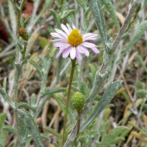 Sand-Aster (Corethrogyne Filaginifolia) Plant Care & How to Grow, Water