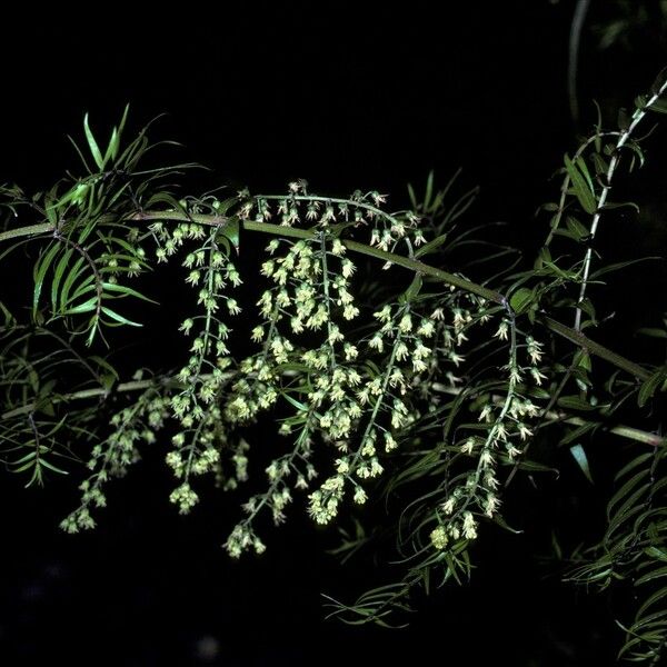 Feathery Tutu (Coriaria Plumosa) Plant Care & How to Grow, Water