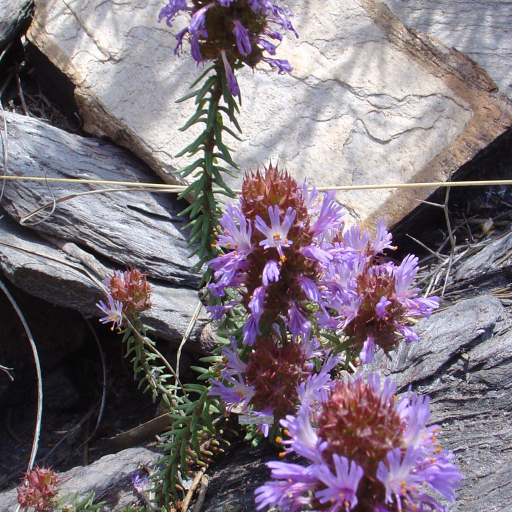 Common Corncockle (Agrostemma Githago) Plant Care & How to Grow, Water