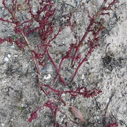 Bugseed (Corispermum Intermedium) Plant Care & How to Grow, Water