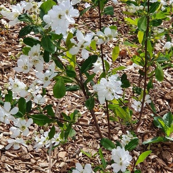 Service-Tree (Cormus Domestica) Plant Care & How to Grow, Water