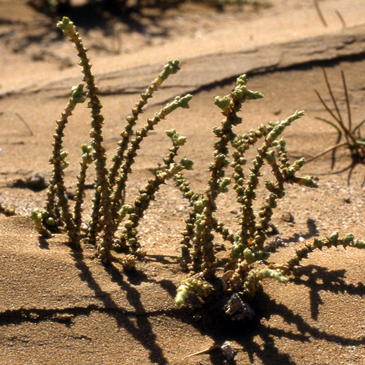 Cornulaca Monacantha Plant Care & How to Grow, Water