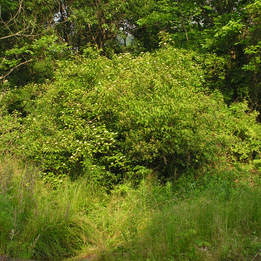Silky Dogwood (Cornus Amomum) Plant Care & How to Grow, Water