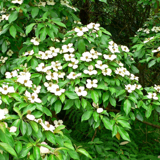 Bentham's Cornel (Cornus Capitata) Plant Care & How to Grow, Water