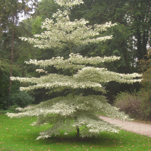 Wedding Cake Tree (Cornus Controversa) Plant Care & How to Grow, Water