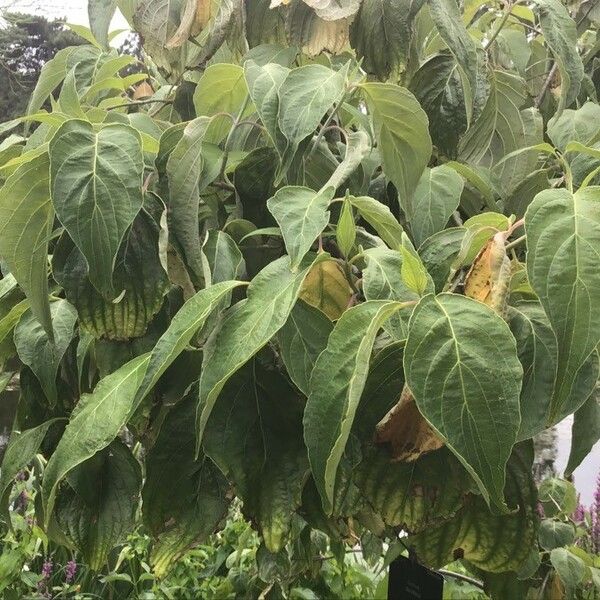 Cornus Disciflora Care Guide: Water, Soil & Propagation - Plantiary