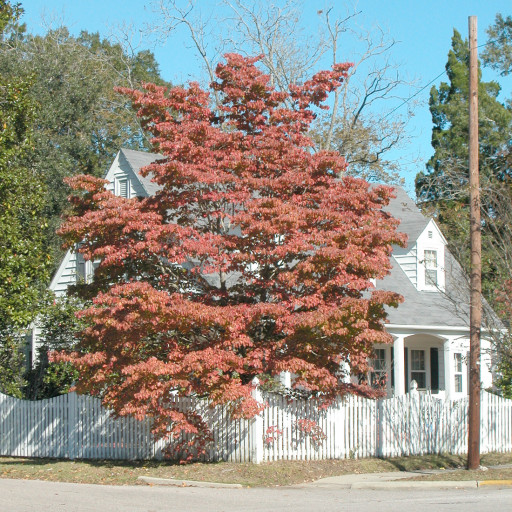 Flowering Dogwood (Cornus Florida) Plant Care & How to Grow, Water