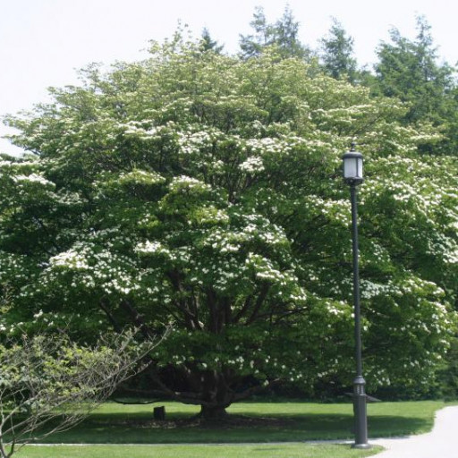 Japanese Dogwood (Cornus Kousa) Plant Care & How to Grow, Water