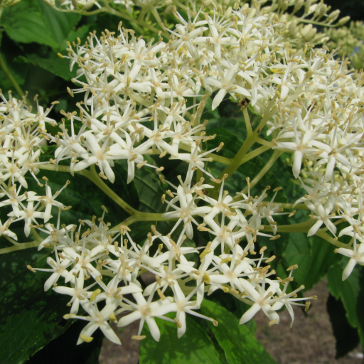 Largeleaf Dogwood (Cornus Macrophylla) Plant Care & How to Grow, Water