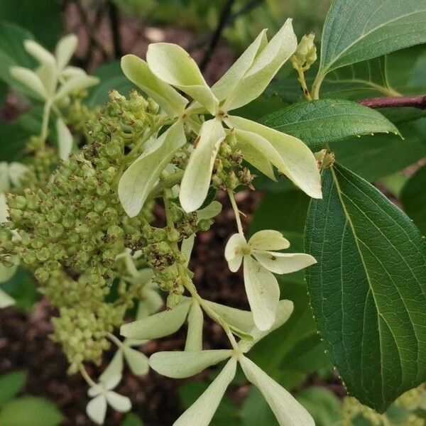 Cornus Oblonga Plant Care & How to Grow, Water