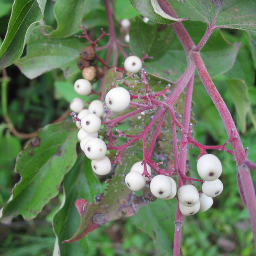 Gray Dogwood (Cornus Racemosa) Plant Care & How to Grow, Water