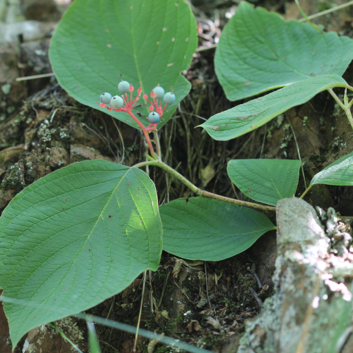 Round-leaved Dogwood (Cornus Rugosa) Plant Care & How to Grow, Water
