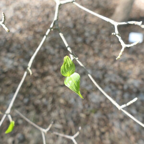 Cornus × Rutgersensis Plant Care & How to Grow, Water