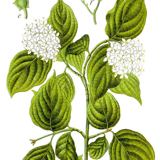 Common Dogwood (Cornus Sanguinea) Plant Care & How to Grow, Water