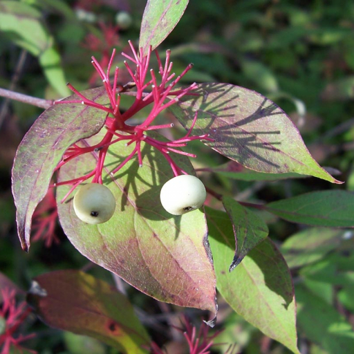 Red Osier Dogwood (Cornus Sericea) Plant Care & How to Grow, Water