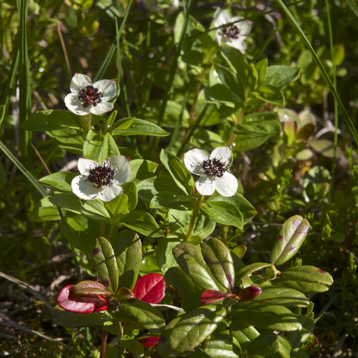 Bunchberry (Cornus Suecica) Plant Care & How to Grow, Water