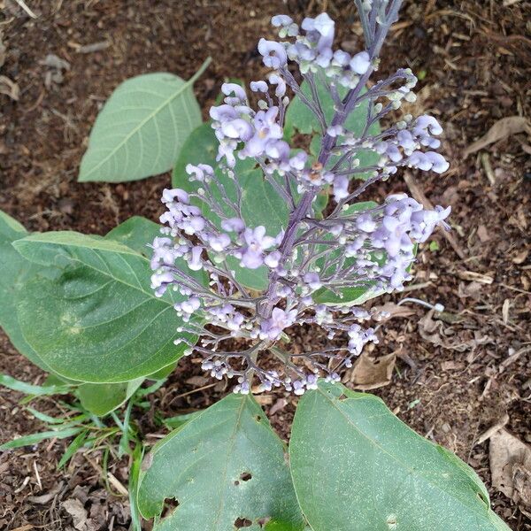 Azulejo (Cornutia Pyramidata) Plant Care & How to Grow, Water