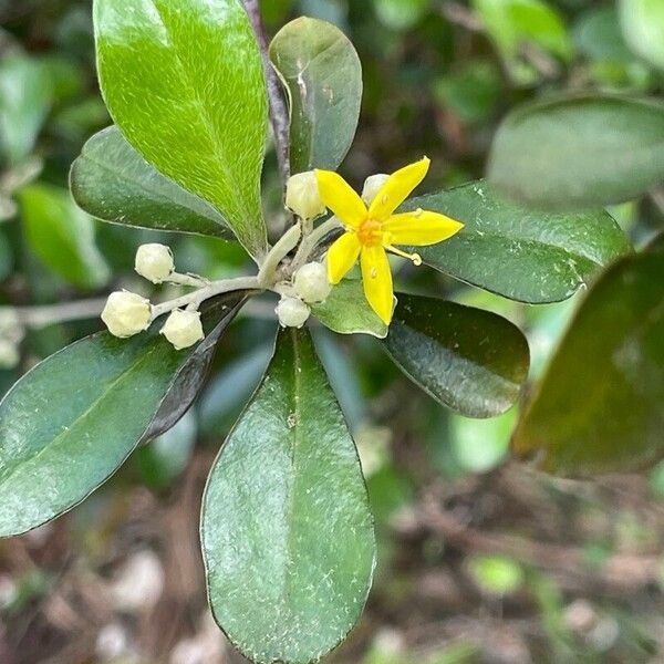 Korokia (Corokia Buddleioides) Plant Care & How to Grow, Water