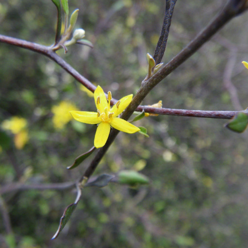 Wire-Netting Bush (Corokia Cotoneaster) Plant Care & How to Grow, Water