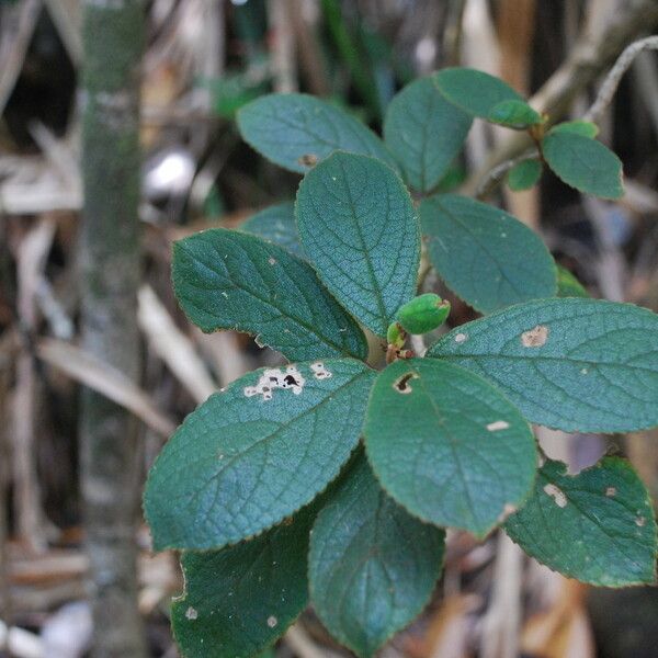 Coronanthera Pulchra Care Guide: Water, Soil & Propagation - Plantiary