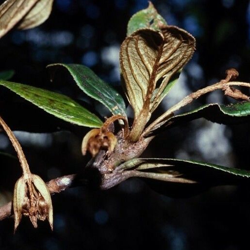 Coronanthera Squamata Care Guide: Water, Soil & Propagation - Plantiary