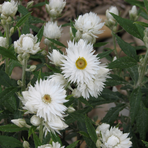 White Paper Daisy (Coronidium Elatum) Care Guide: Water, Soil ...