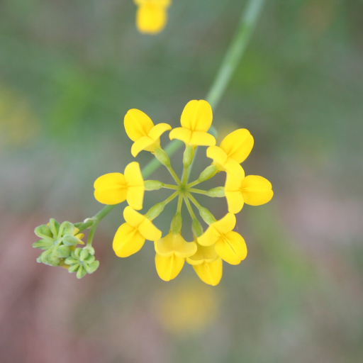 Dwarf Senna (Coronilla Minima) Plant Care & How to Grow, Water