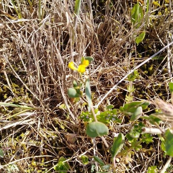 Coronilla Repanda Plant Care & How to Grow, Water