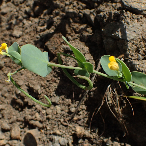 Yellow Crown Vetch (Coronilla Scorpioides) Plant Care & How to Grow, Water