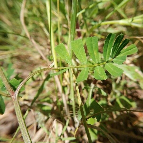 Goat Pea (Coronilla Securidaca) Plant Care & How to Grow, Water