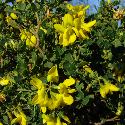 Shrubby Crownvetch (Coronilla Valentina) Plant Care & How to Grow, Water