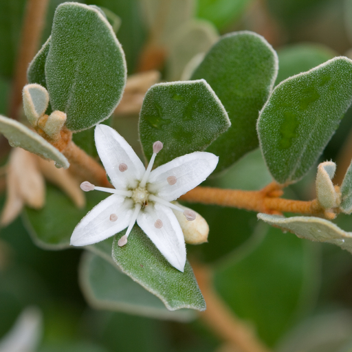 White Correa (Correa Alba) Plant Care & How to Grow, Water
