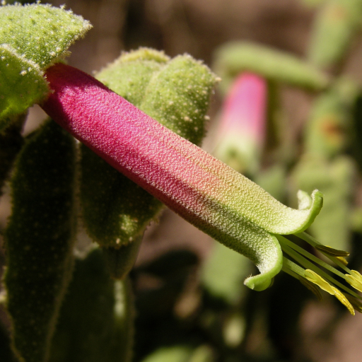 Common Correa (Correa Reflexa) Plant Care & How to Grow, Water
