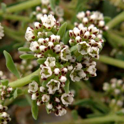 Strapwort (Corrigiola Littoralis) Plant Care & How to Grow, Water